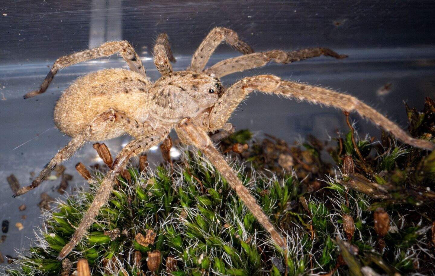The Nosferatu spider conquers Luxembourg | Luxembourg Times